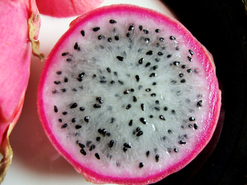 I Eat Alien Food – Pop Chassid